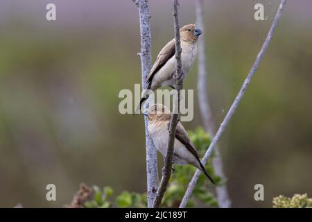 two indian silverbill or white-throated munia Stock Photo - Alamy