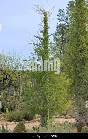 Boojum tree (Fouquieria columnaris), about 10 m high, USA, Arizona ...