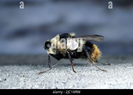 ox warble fly, northern cattle grub (Hypoderma bovis), sitting Stock ...