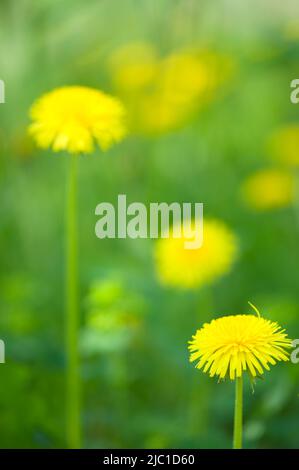 Beautiful dandelion flower with shallow focus in springtime, natural ...