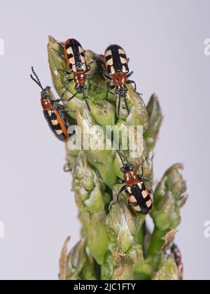 Common asparagus beetle (Crioceris asparagi) beetles and damage on new ...