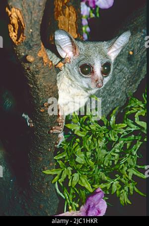 Sub-Saharan Africa, Senegal Stock Photo - Alamy