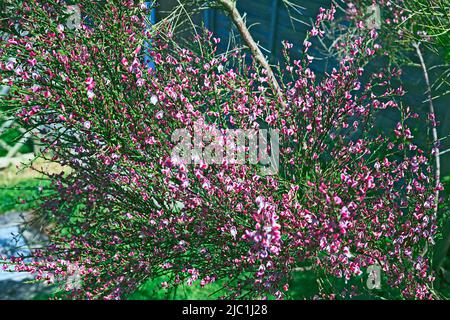 Cytisus 'Mrs Norman Henry', broom red and white flower flowers garden ...