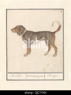 Beagle dog (Canis lupus familiaris) portrait Stock Photo - Alamy