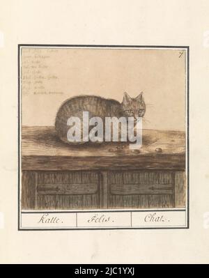 Sitting cat, right Stock Photo - Alamy