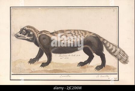 STRIPED POLECAT or ZORILLA Ictonyx striatus Zimbabwe Stock Photo - Alamy