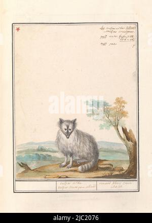 Red fox in latin Vulpes vulpes in the grass, beautiful animal Stock ...