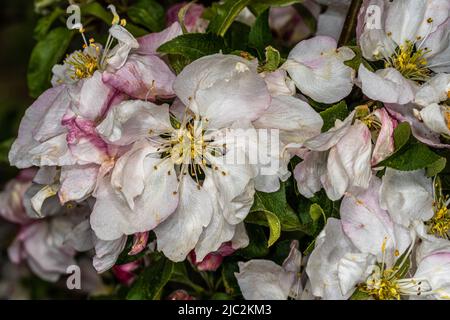 Flowers of Marilee Crabapple (Malus ‘Jarmin’ Stock Photo - Alamy
