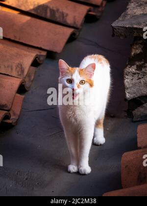 adorable meowing tabby kitten outdoors Stock Photo - Alamy