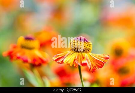 Helenium Autumnale 'Waltrut' in the walled garden borders at Rousham ...