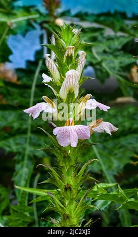 Blossom and green leaves of acanthus montanus (Familia: Acanthaceae ...