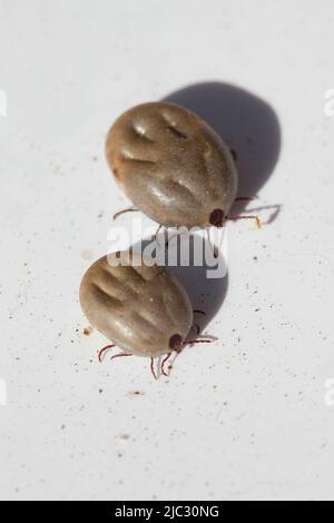 Ticks, Tarragona, Spain Stock Photo - Alamy