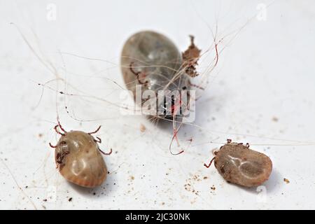 Ticks, Tarragona, Spain Stock Photo - Alamy