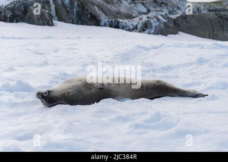 Leopard seal on beach with snow in Antarctica Stock Photo - Alamy