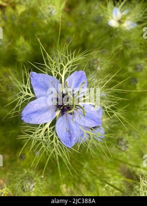 Purple violet love-in-a-mist wild flower blurry bokeh background Stock ...
