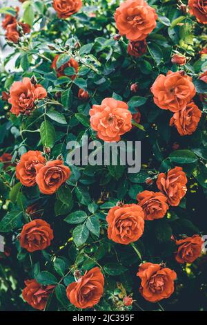 Red roses bush in the garden Stock Photo - Alamy