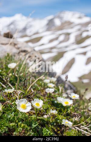 Alpine Crowfoot (Ranunculus alpestris) Plantae Stock Photo - Alamy