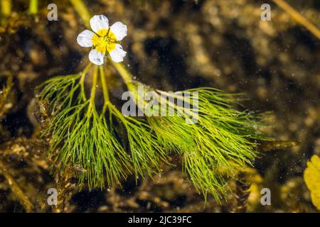 Ranunculus trichophyllus, the threadleaf crowfoot or thread-leaved ...