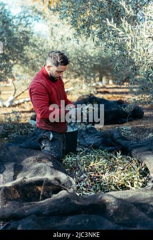Spanish Olive Tree Orchard in Spring with snowy Mountains Stock Photo ...