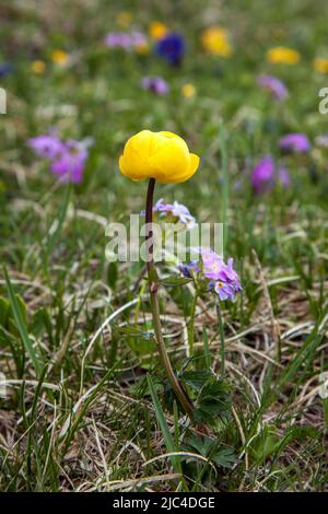 European globeflower (Trollius europaeus), Oberstdorf, Oberallgaeu ...