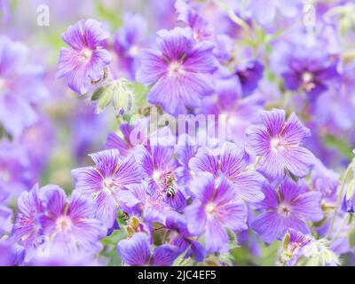 large cranesbill, geranium Stock Photo - Alamy