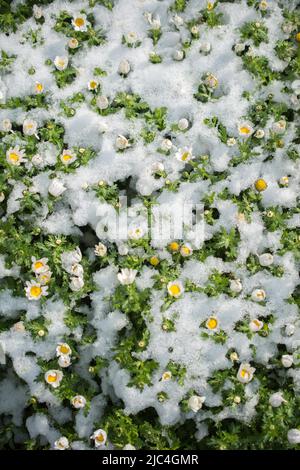 Early flowers oof the spring under snow in a garden Stock Photo - Alamy