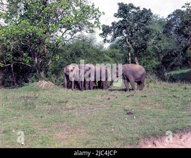 Wild elephants in Bandipur National park, Karnataka, India, Asia Stock ...