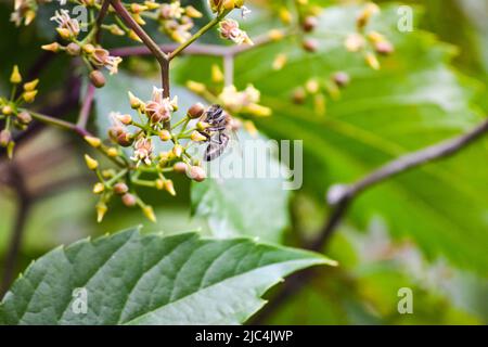 Bee flying around wild vine plant Stock Photo - Alamy