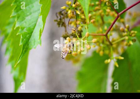 Bee flying around wild vine plant Stock Photo - Alamy
