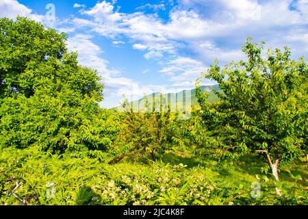 orchard with cherry trees near Krichim town,Plovdiv distict,Bulgaria ...