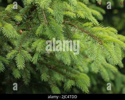Yound light green shoots of the European spruce (latin name: Picea ...