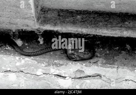 Snakes near the buildings of Burma Camp in Accra, Ghana c. 1959 Stock ...