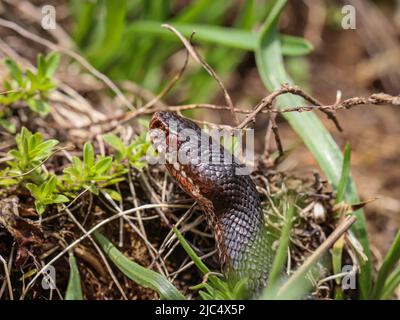 Almost melanistic female of the common European viper (latin name ...
