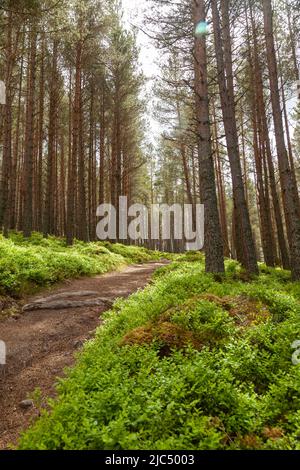 A beautiful forrest track through pine trees and wild bilberries in the ...