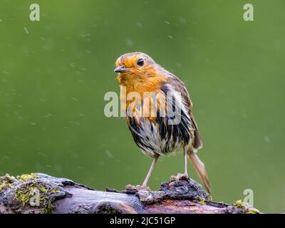 A robin in late spring in mid Wales Stock Photo - Alamy