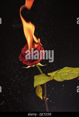 Rose is blazing. Burning rose dark background. Red flower on fire ...