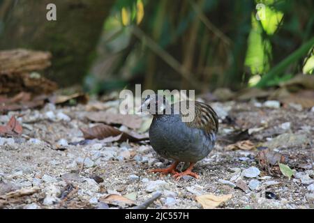 Single or group Malayan Partridges feeding on ground Stock Photo - Alamy