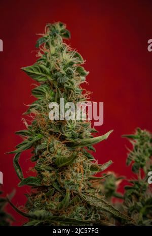 Ripened color Mazar auto variety of marijuana flower with dark red ...