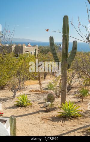 Mexico, Baja California Sur El Sargento, Sea of Cortez, Ventana Bay ...