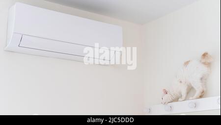 Air conditioning inside the living room. White fluffy cat Kurilian ...