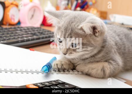 Calculator, notebook, pen on gray background. Back to school Stock ...