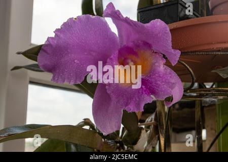 Large purple orchid. Lilac Cattleya flower. Bud plant. Cattleya orchid ...