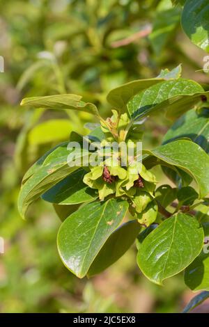 Close-up of ripening persimmons hanging on a tree branch, surrounded by ...