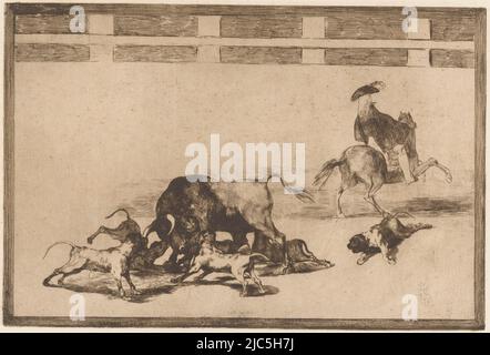 Bull attacked by dogs; Echan Perros Al Toro; Bullfighting; La ...