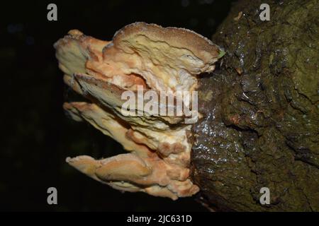 Large fungi erupting from an Oak tree take on strange alien shapes ...