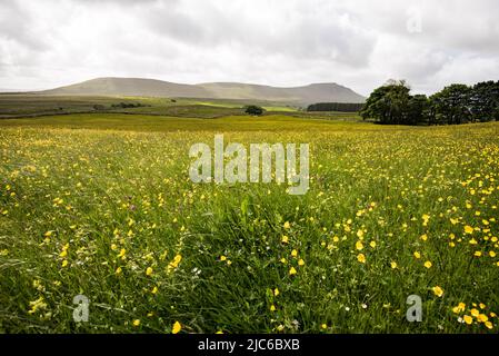 A profile of Ingleborough from a meadownear Broadrake that is rich in ...