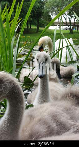 Cute looking Cygnets (Baby mute swan Stock Photo - Alamy