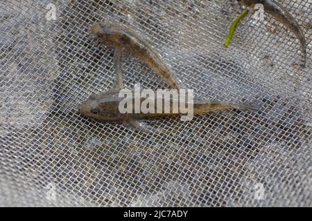 New Zealand fish species: Cockabully; estuarine triplefin or the ...