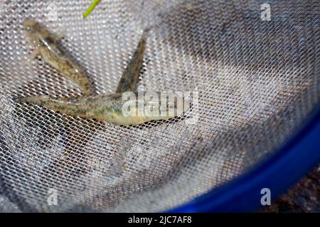 New Zealand fish species: Cockabully; estuarine triplefin or the ...