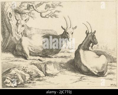 Goats; Abraham Bloemaert drawing book. Three goats are under a tree ...